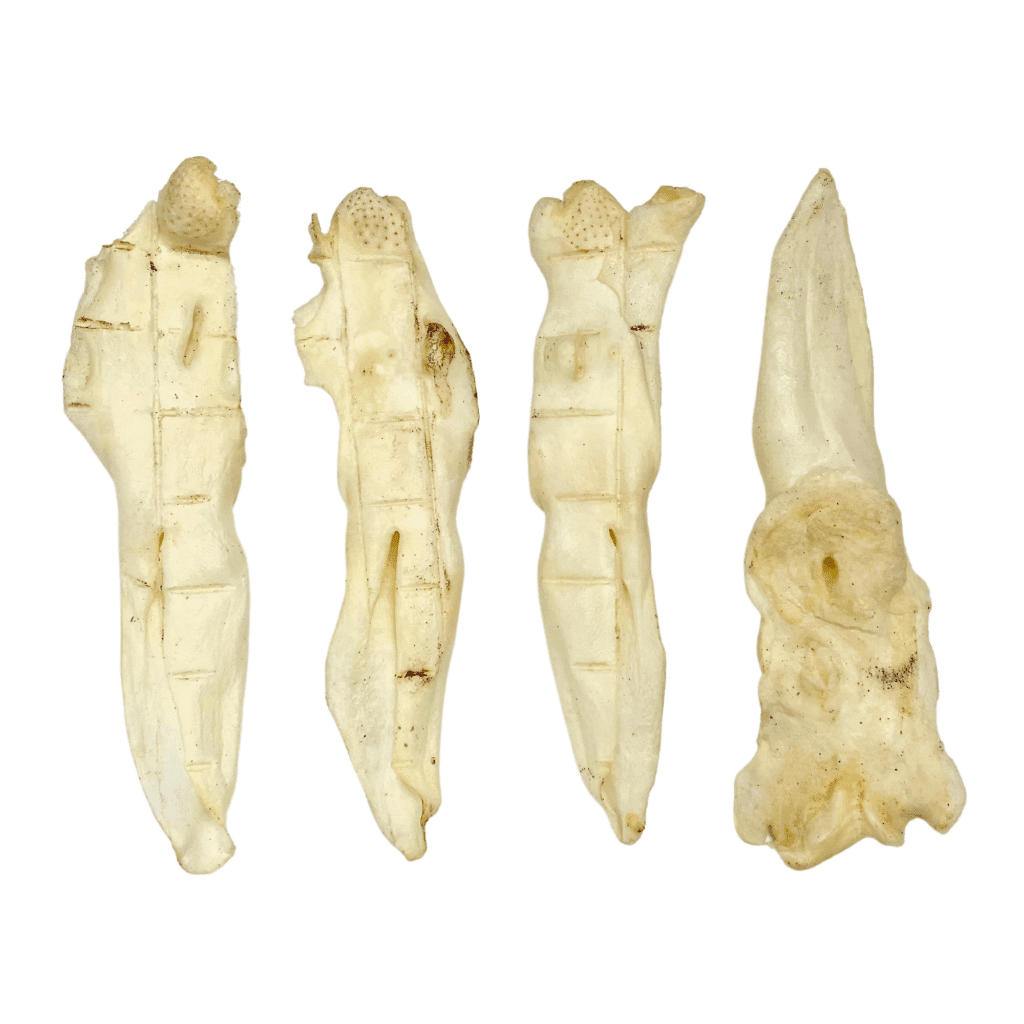 Plain Rabbit Ears: Low-Odour, High-Protein Chew - Bark Bites